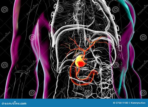 Bile Ducts Digestive System Cartoon Vector 266048993