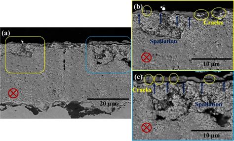 Sem Cross Section Of Wear Tracks Of Nio Coatings After Tribotesting At