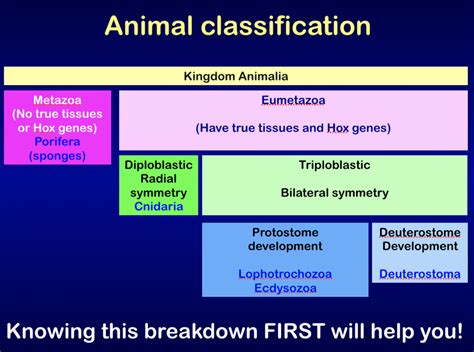 Chapter 33 Invertebrates Diagram Quizlet