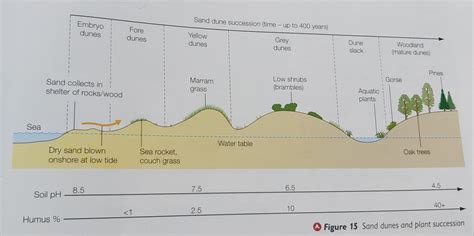 Sand Dune Diagram