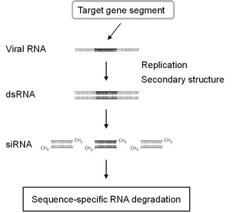 Gene Duplication And Rna Silencing In Soybean Intechopen