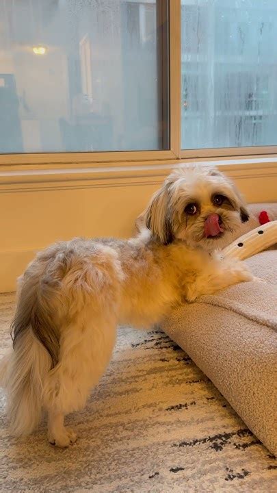 포즈취하는 강아지 Shorts 강아지일상 Youtube