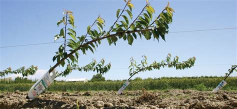 Orchard Establishment Wsu Tree Fruit Washington State University