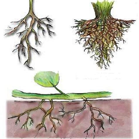 Строение растения фото видео органы растений клетки ткани