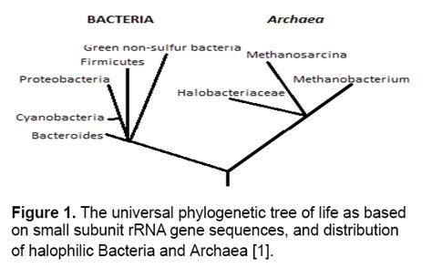Biology And Applications Of Halophilic Bacteria And Archaea A Review