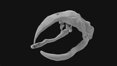 Bowhead Whale Skull 3d Model Cgtrader