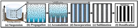 Microstructure Formation And Evolution During Anisotropic Download