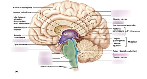 Sagital Part Of Brain Diagram Quizlet