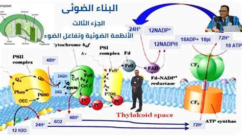 ميكانيكية البناء الضوئى تفاعل الضوء بحر الفوائد