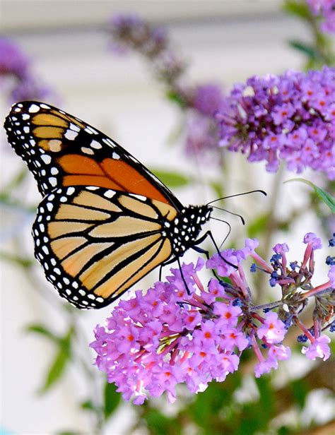 50 pictures of amazingly colourful insects