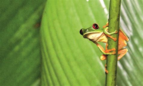 Imágenes De Ranas Arbóreas Rojas Ranas De árbol Verdes Fotos De