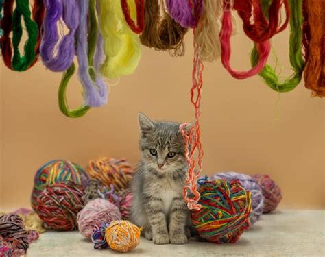 Premium Photo Cute Fluffy Cat Playing With Clew Of Thread