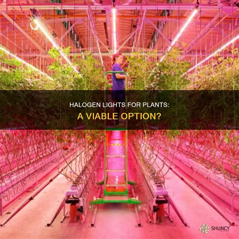 Halogen Lights For Plants A Viable Option Shuncy