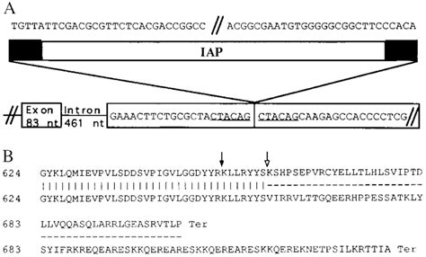 Consequences Of The Ep Iap Insertion A Dna Sequence Of The Iap