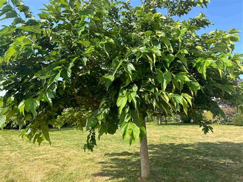 Mûrier Platane Plantation Et Entretien Au Fil Des Saisons