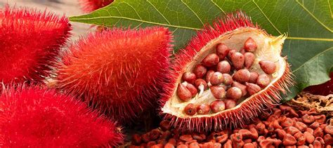 Plantas Medicinales De La Selva Peruana Sabiduría Tradicional Para La