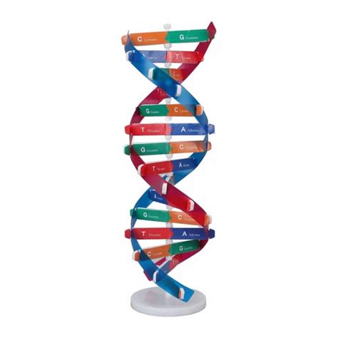 Pvc Dna Model Kit At ₹ 400 In Ambala Id 2854413491691