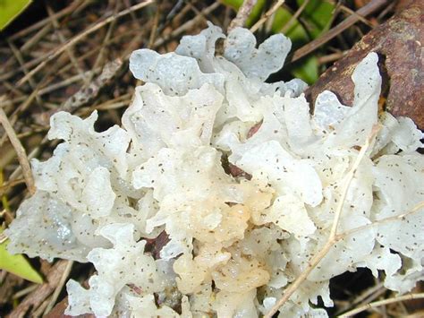 Tremella ~ Detailed Information Photos Videos