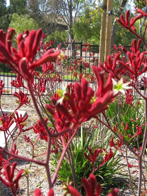 Kangaroo Paw Exotic Australian Native Garden Plant