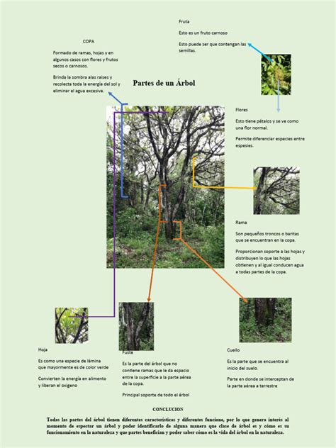 Partes De Un Árbol Pdf Arboles Hoja