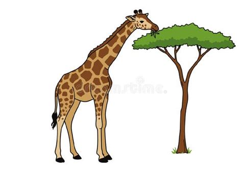 Giraffe Eating Clipart Stock Illustration Illustration Of Tall