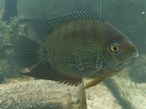 Severum Sex R Cichlid
