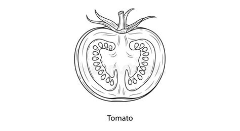 Detailed Cross Section Illustration Of A Fresh Ripe Tomato Showcasing