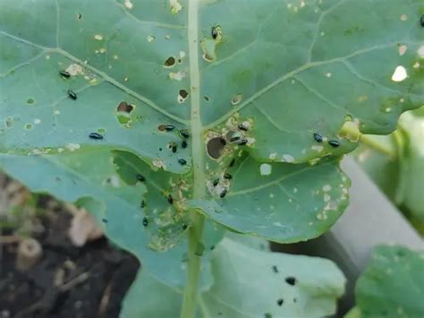 How To Get Rid Of Eggplant Flea Beetle Naturally