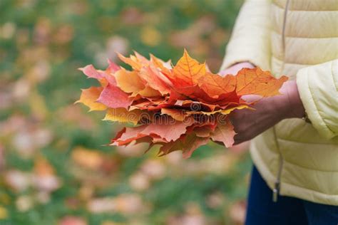 Female Walk In Autumn Park And Collect Brigth Maple Leaf Stock Image