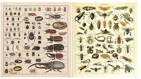 The Evolution Of Insects Introduction Ordovician To Permian Bug