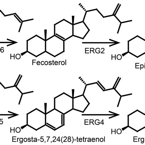 The Last Five Steps Of The Ergosterol Biosynthetic Pathway In
