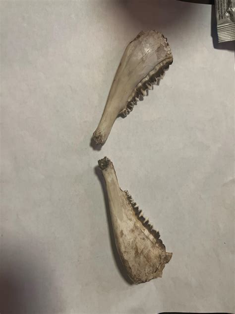i found these bones can anyone identify them i m in africa if that