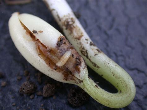Seed Corn Maggot Vegedge