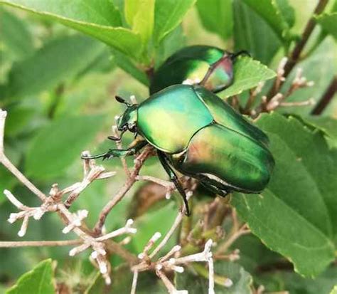 Green June Beetle In Spanish