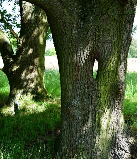 Lochbaum 1 Hifi Forumde Bildergalerie