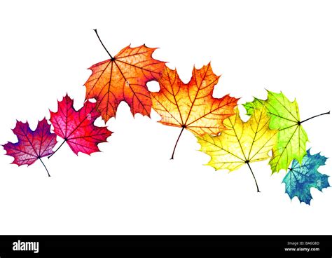 Big And Small Fall Leaf