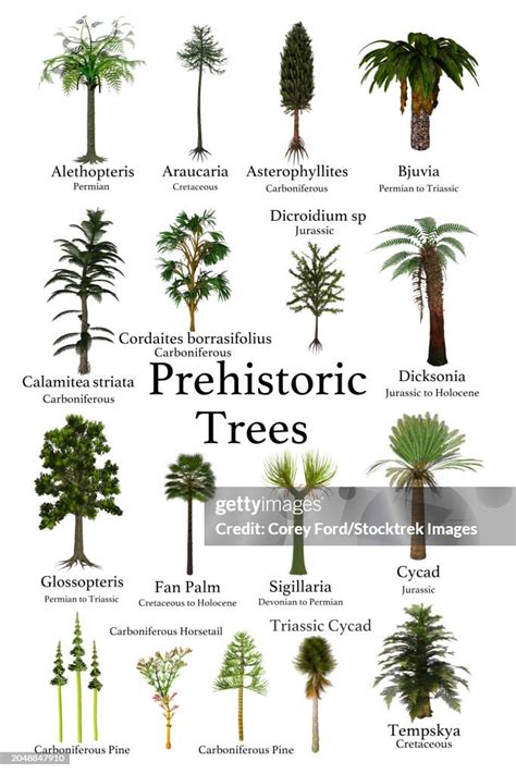 A Collection Of Trees And Cycads That Lived During Prehistoric Periods