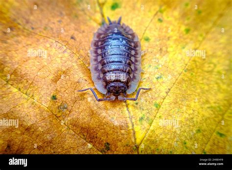 Purple Roly Poly Pill Bug Also Known As A Woodlouse In Natural Habitat