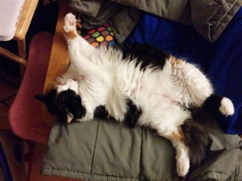 Sleepy Kitty R Delightfullychubby