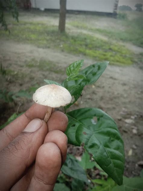 Beautiful Man Hands Picture Small Tree Nature Stock Image Image Of