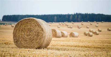 How Many Bales Of Hay Per Acre Optimizing Yield And Harvest The London Media