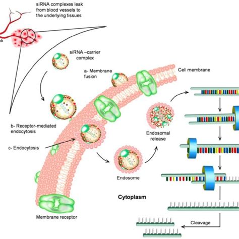 Lipid Based Nanoparticles For Delivery Of Sirna A Common Lipid Types