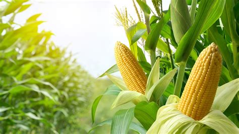 What Type Of Corn Is Used In Corn Flakes