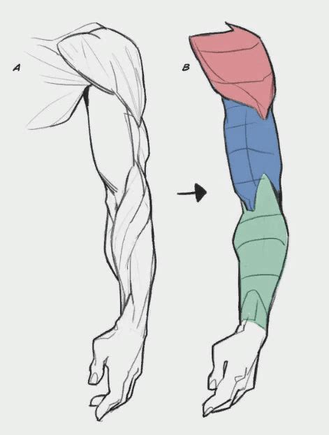 Art Reference Arms Simple Muscle Anatomy Human Arm Sketch Human