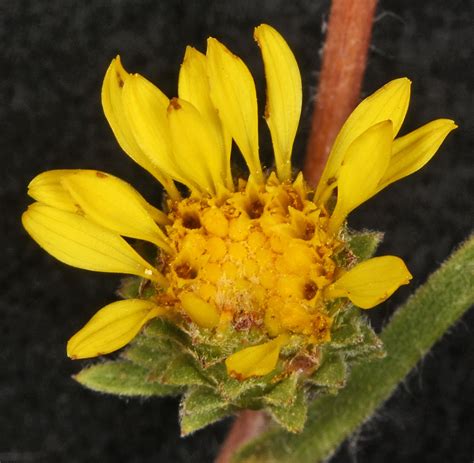 Pyrrocoma Liatriformis Flora Of Eastern Washington And Adjacent Idaho