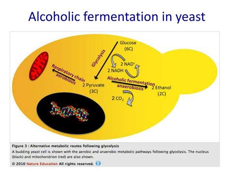 Fermentationsprodukte Von Pilzen