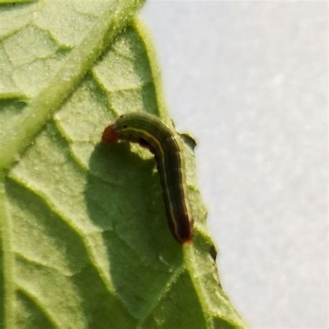 5 Common Types Of Tomato Worms Herbvity