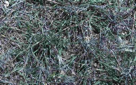 DeepWeeds A Multiclass Weed Species Image Dataset For Deep Learning DeepAI