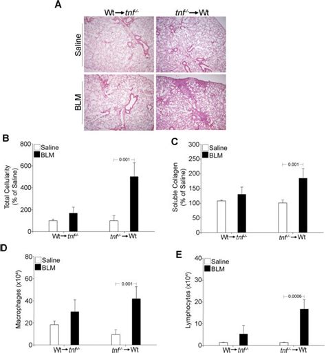 Bone Marrow Transfer Experiments Outlined In Fig S2 Reveal That