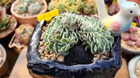 이런다육프리메라철화속파기화분에분갈이했는데요포춘쿠키 마냥수형이 예쁜 프리메라~이쁘게 봐주세요~ Youtube